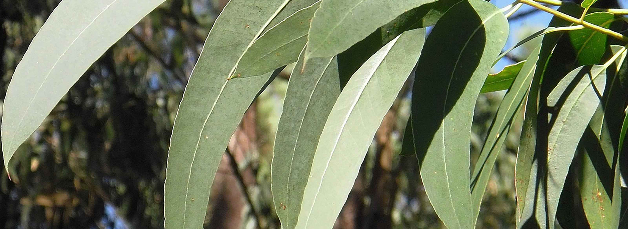 Fibra di eucalipto tencel lyocell